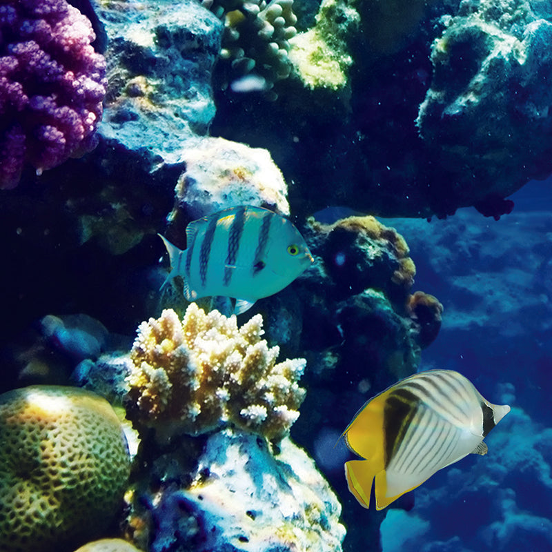 Set of 4 40W 2D Ocean Marine Ceiling Light Set of 4 SKY Panel 60x60cms