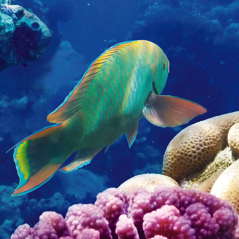 Set of 4 40W 2D Ocean Marine Ceiling Light Set of 4 SKY Panel 60x60cms